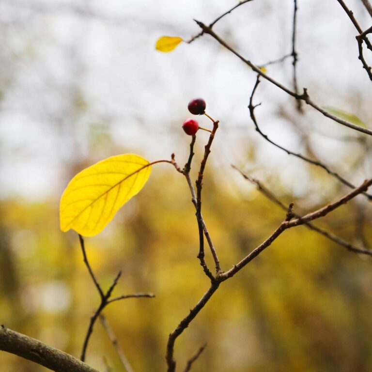Frangula alnus | Lüscher Gartenbau