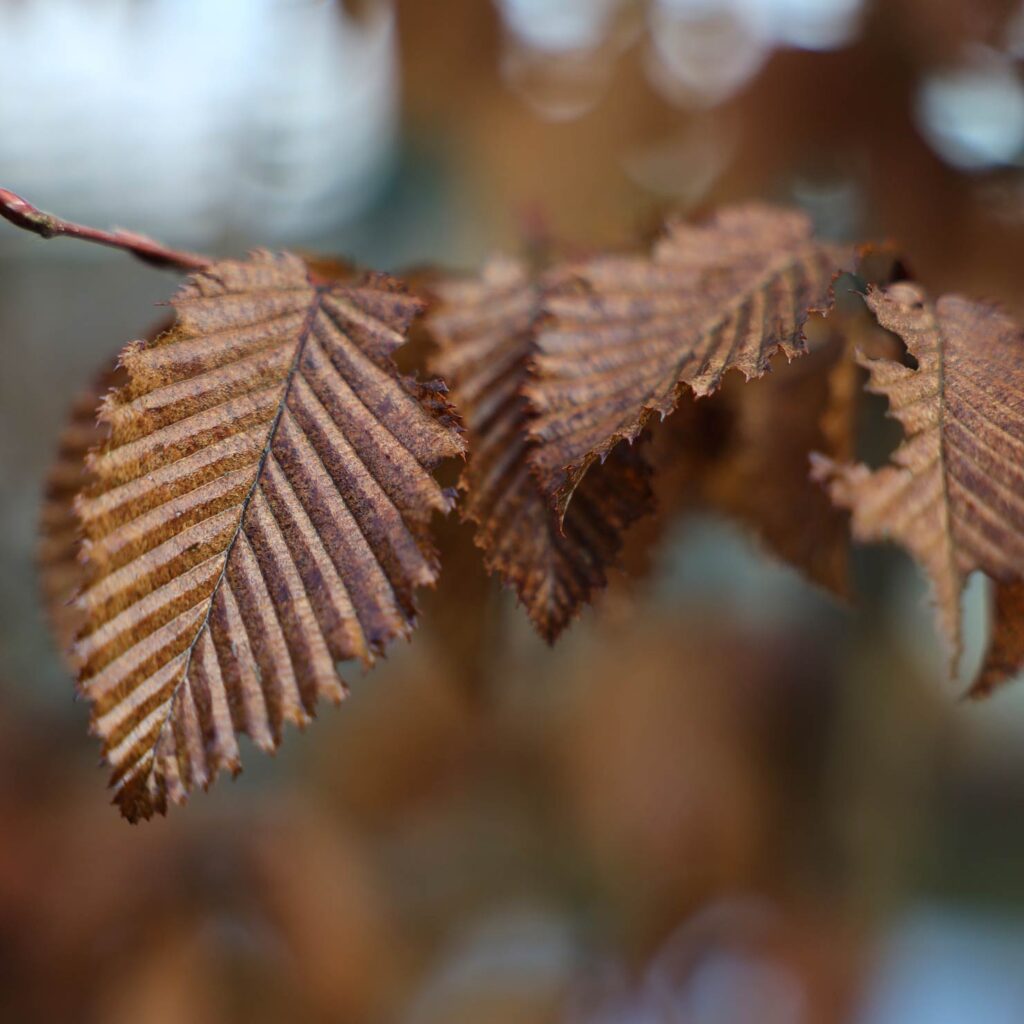 Carpinus betulus | Lüscher Gartenbau