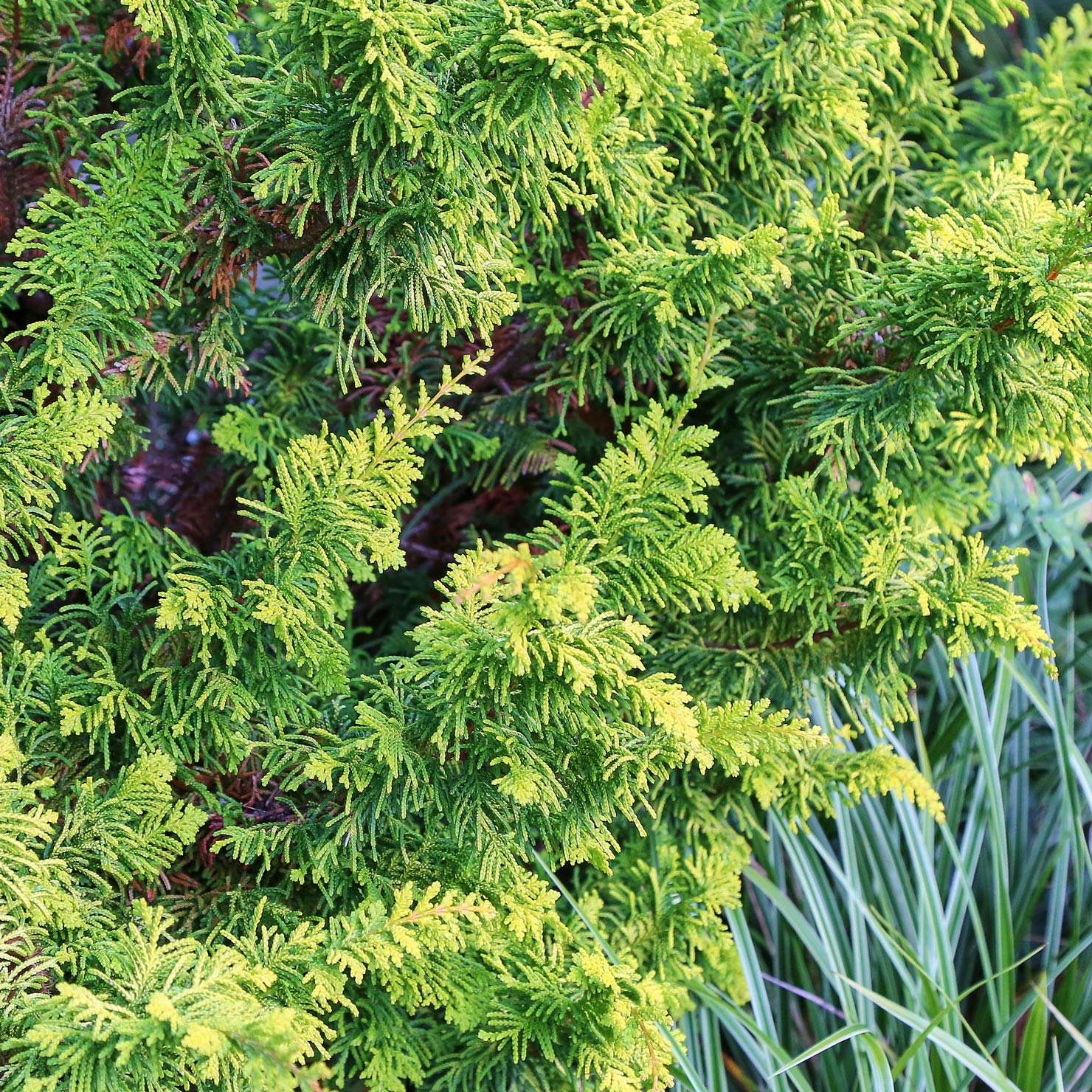 Chamaecyparis obtusa | Lüscher Gartenbau