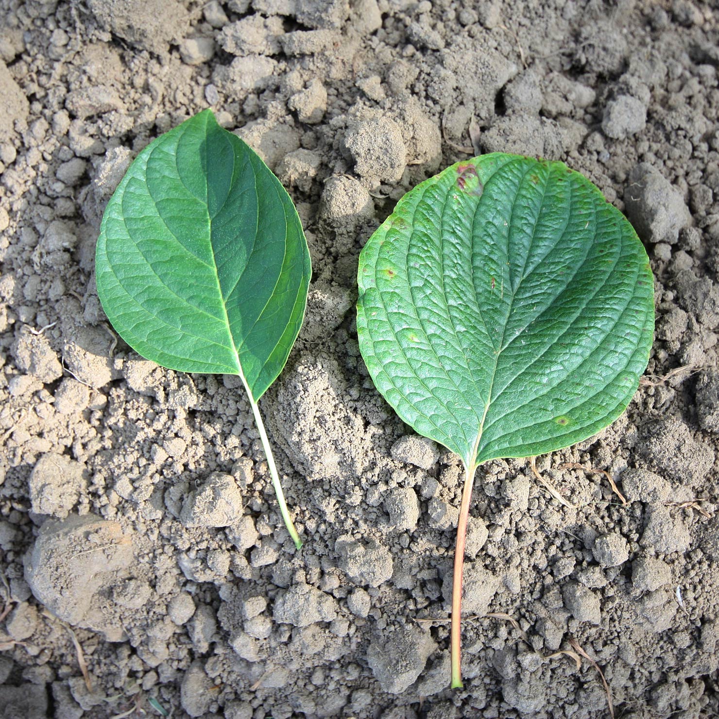 Cornus controversa | Lüscher Gartenbau