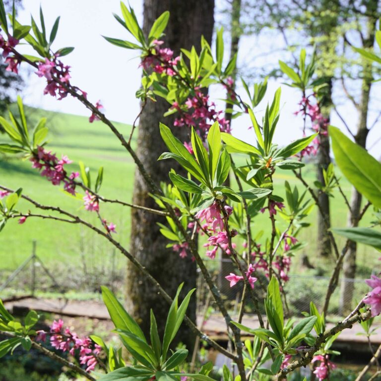 Daphne mezereum | Lüscher Gartenbau