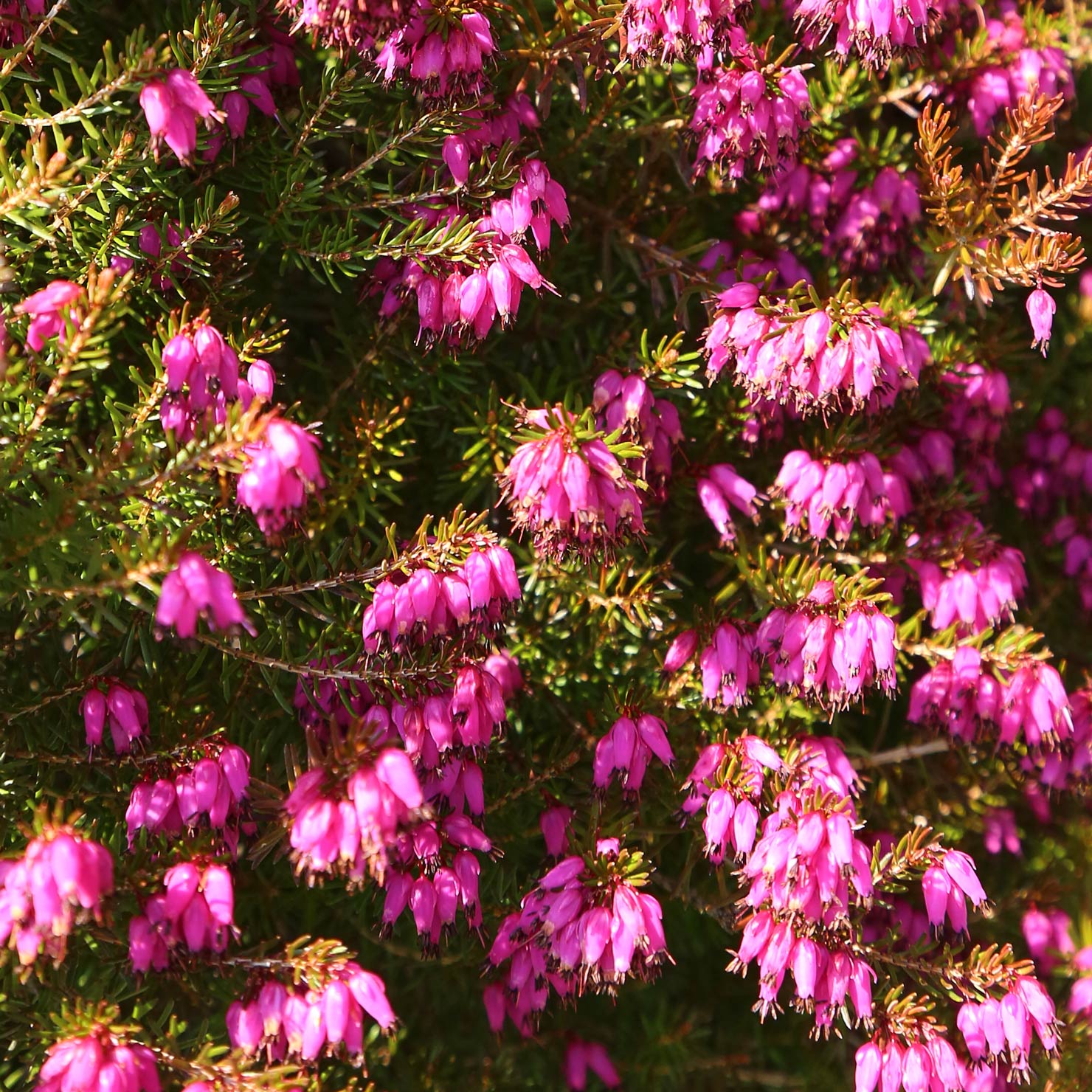 Erica carnea | Lüscher Gartenbau